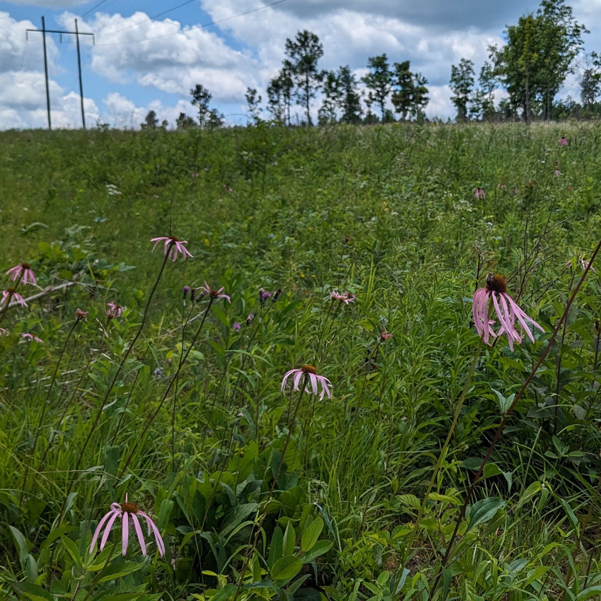 Our Projects – Restoration Ecology Lab